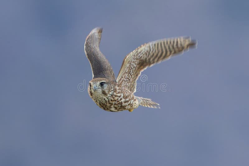 Female Merlin in flying stock image. Image of prey, flying - 301339757