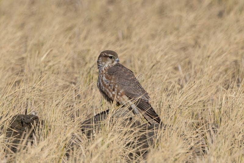 A Female Merlin Looking for a Prey in a Winter Rice Paddy. Stock Image ...