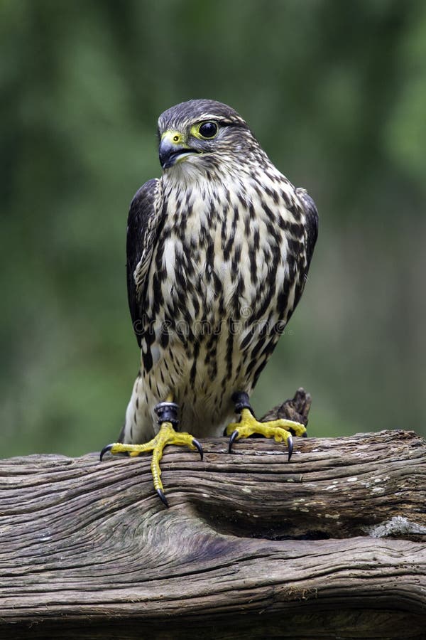 Female Merlin stock image. Image of talons, birds, bird - 3132927