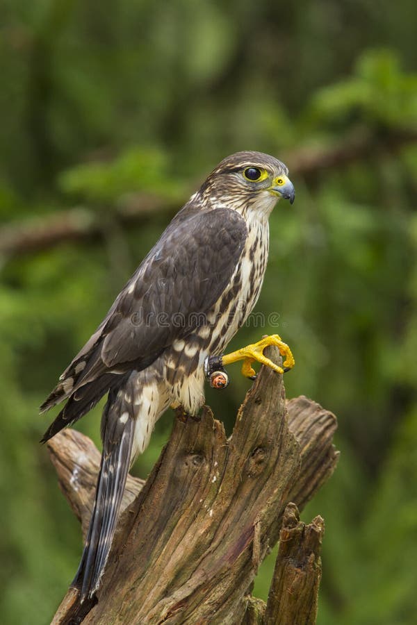 Female Merlin stock image. Image of talons, birds, bird - 3132927