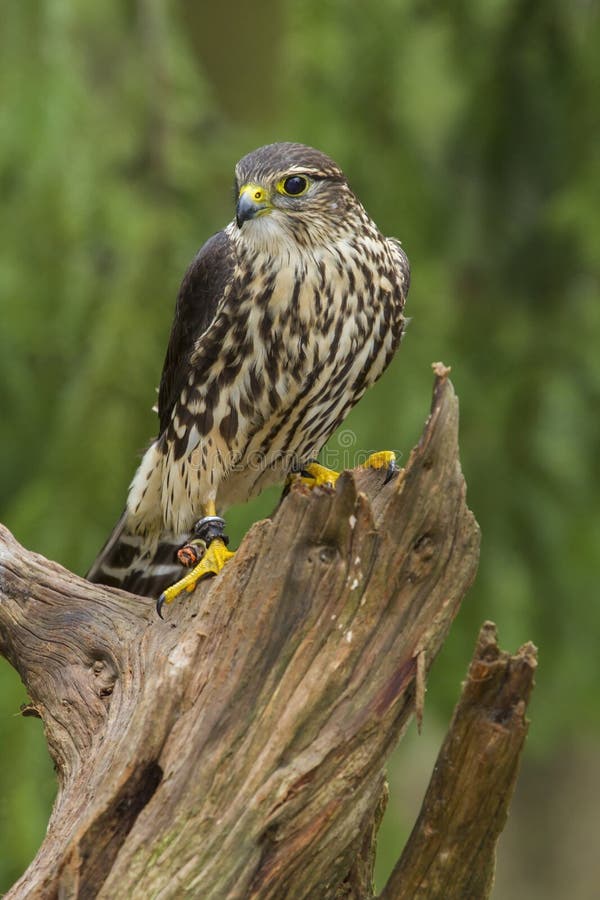 Female Merlin stock image. Image of talons, birds, bird - 3132927