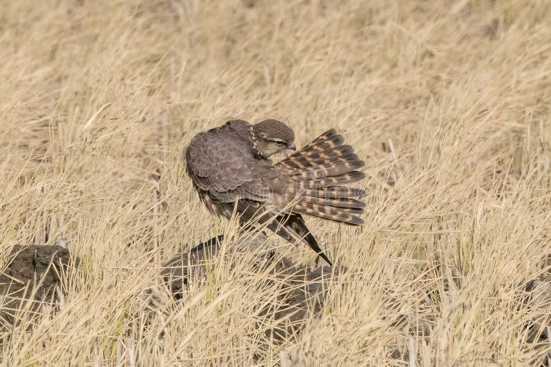 Female Merlin in a Winter Rice Paddy Stock Image - Image of paddy ...