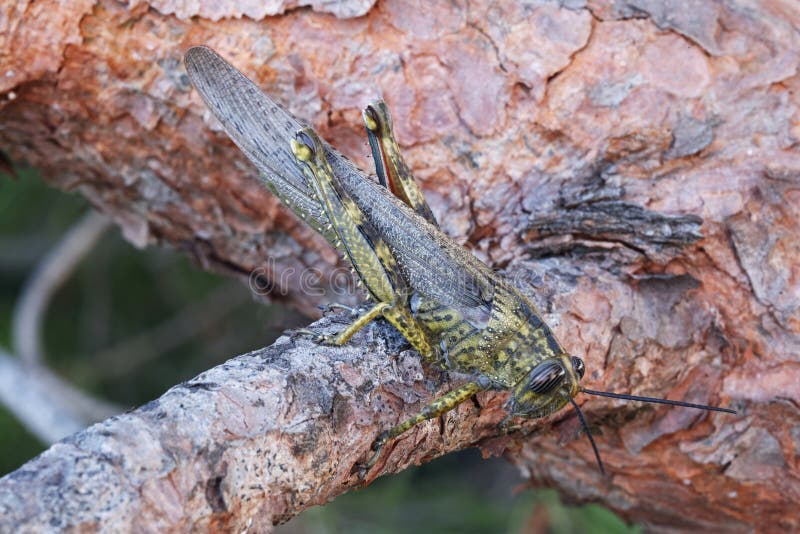 Female of migratory locust stock photo. Image of green - 196614848