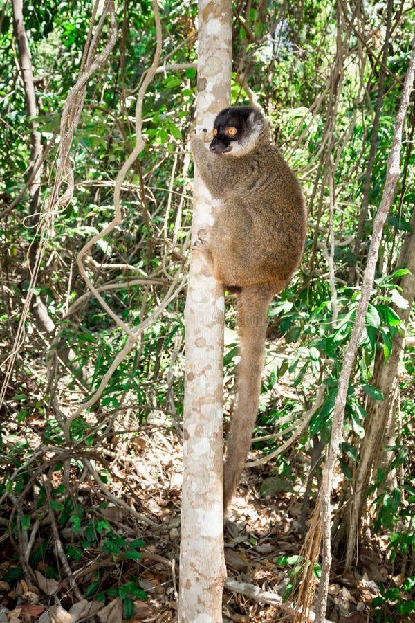 Female Mongoose Lemur Eulemur Mongoz Climbing in a Tree, Madagascar ...