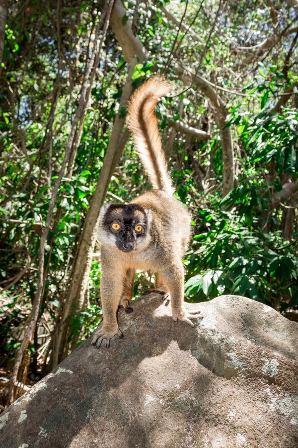 Female Mongoose Lemur Eulemur Mongoz Climbing in a Tree, Madagascar ...