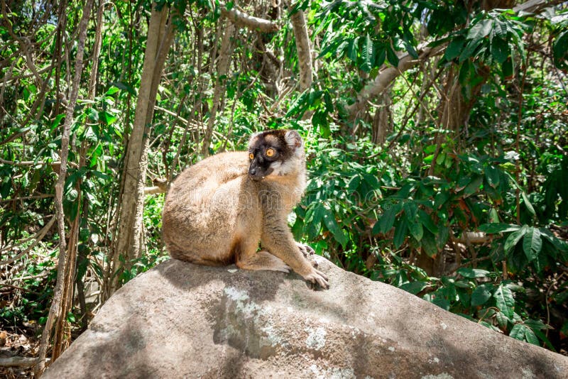 297 Female Mongoose Stock Photos - Free & Royalty-Free Stock Photos ...