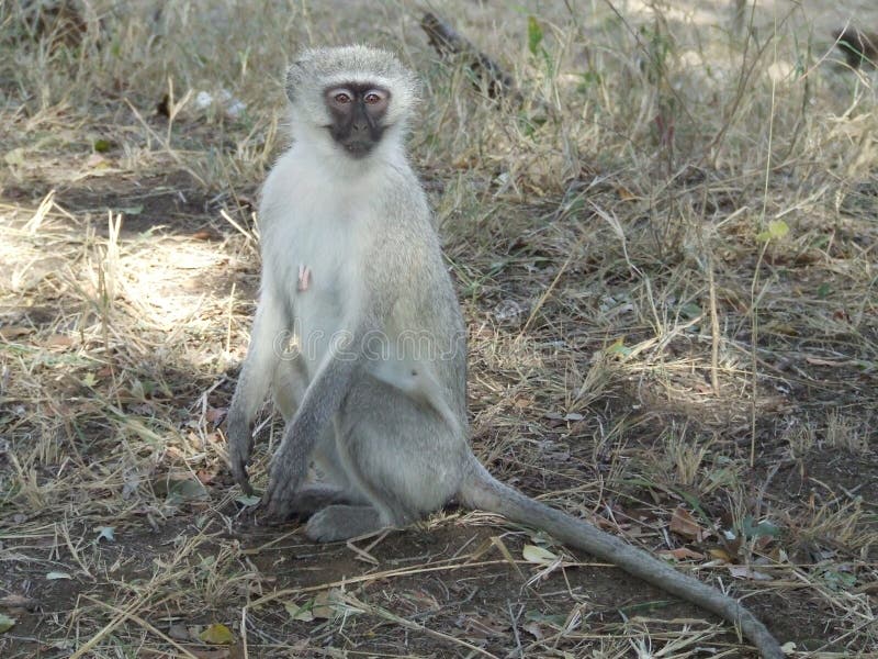 Female monkey stock photo. Image of bush, wildlife, curios - 67319556