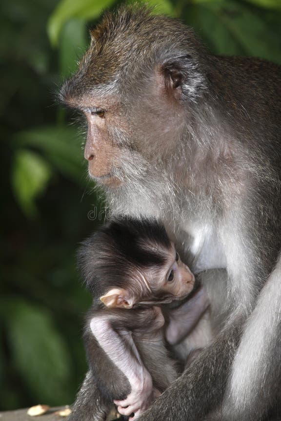 Female Monkey with Infant stock photo. Image of nursing - 12364734
