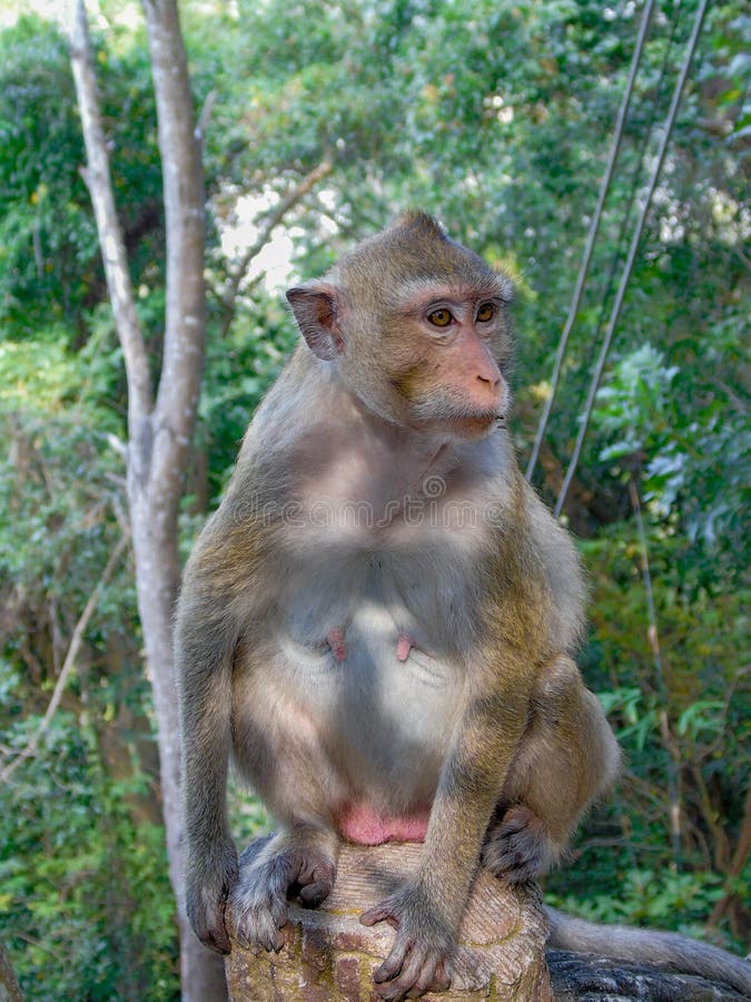 A Female Monkey in the Mountain Stock Image - Image of jungle, forest ...