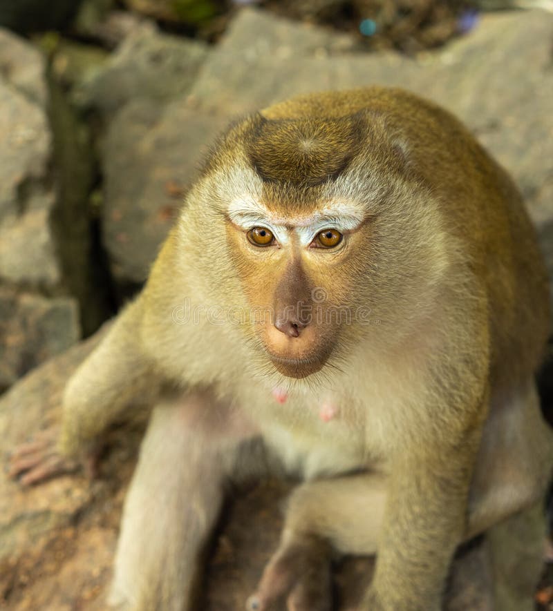A female monkey sits stock photo. Image of beast, wild - 251359392