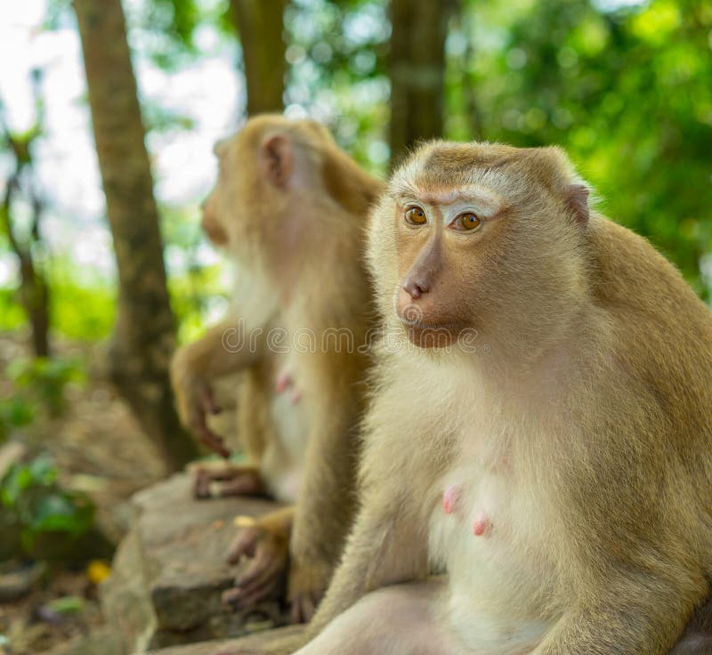 A female monkey sits stock photo. Image of mammal, eyes - 251359408