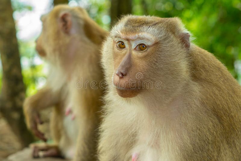 A female monkey sits stock image. Image of primate, monkey - 251359411