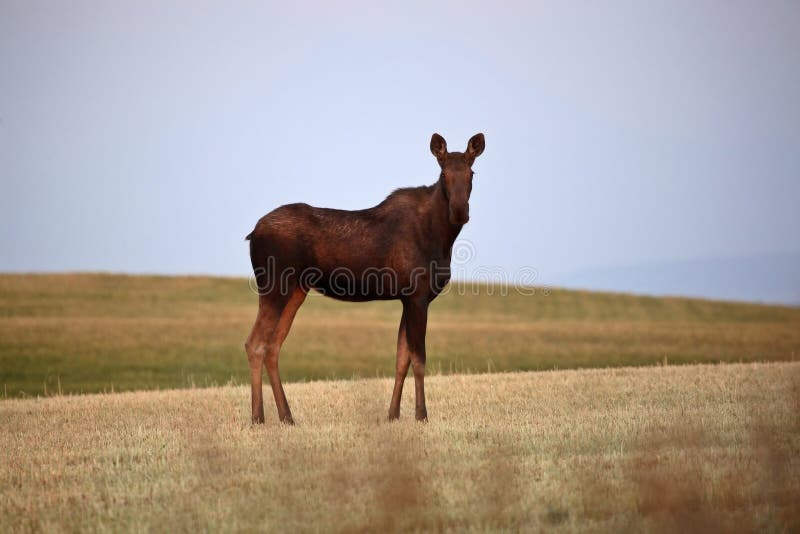 Young Female Moose on Hecla Island in Manitoba Stock Photo - Image of ...