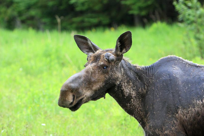 Female moose stock image. Image of animal, female, young - 2651937