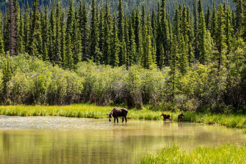 Female Moose with Calf Along the Alaska Highway Stock Photo - Image of ...