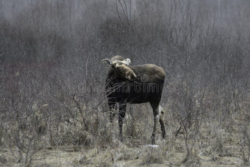 A Female Moose Cow Standing in a Bog Grazing on Shrubs Stock Photo ...