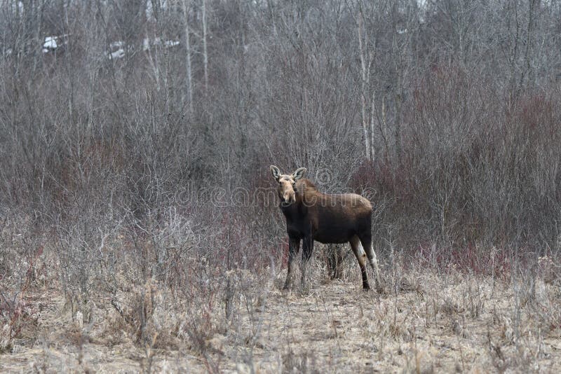 A Female Moose Cow Standing in a Bog Stock Image - Image of beauty ...