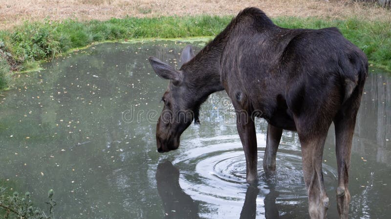 Female Moose Drink Water from Pond Stock Image - Image of water, bush ...