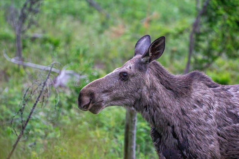 Female Moose in the Green Forest. Norway Stock Photo - Image of nature ...