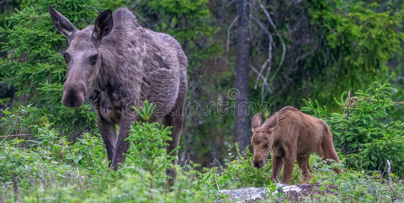 Female Moose with Its Calf in the Green Forest. Norway Stock Photo ...