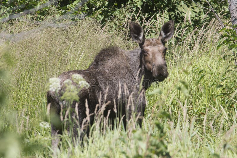 Female Moose stock image. Image of america, nature, montana - 32653765