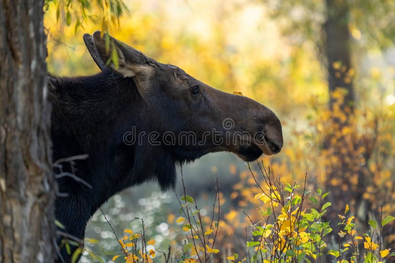 A Female Moose Pokes Her Head from Behind a Tree Stock Image - Image of ...