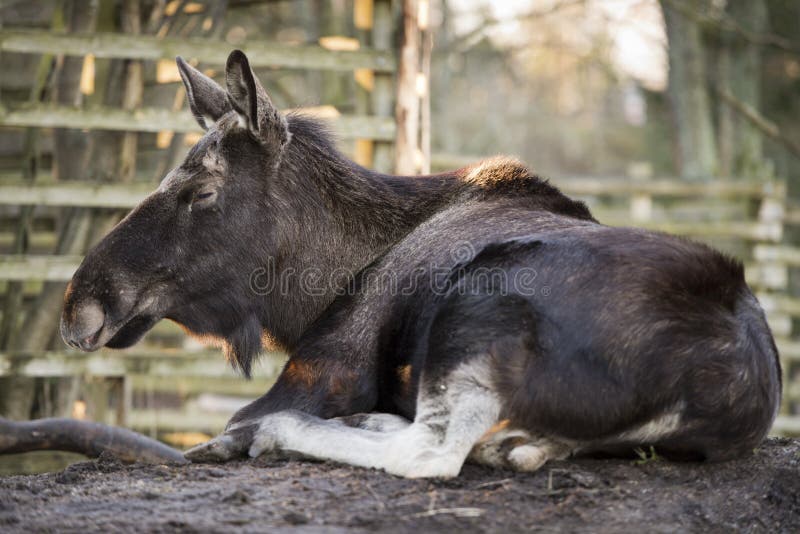 Moose resting in pond stock image. Image of refresh, antler - 84283