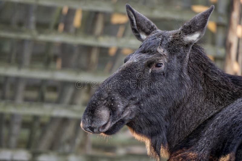 Moose resting in pond stock image. Image of refresh, antler - 84283