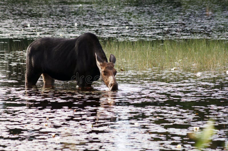 Female moose in the swamp stock image. Image of standing - 32580885