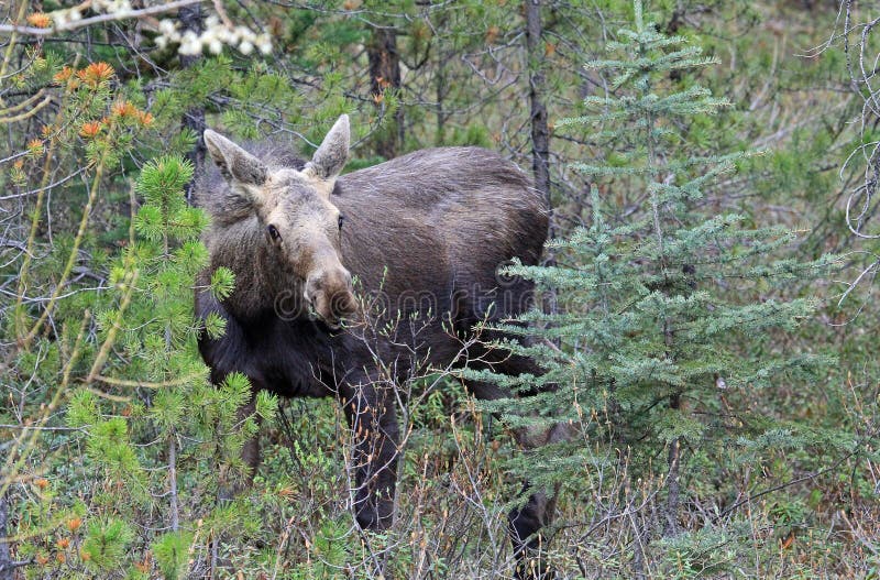 Female moose between trees stock image. Image of natural - 153243405