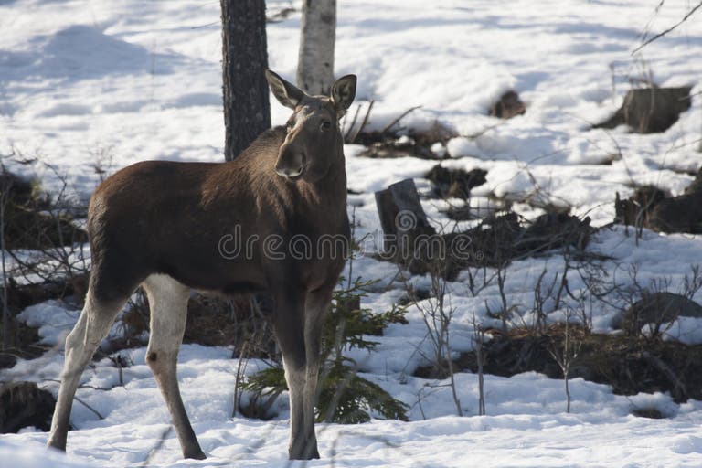 Female moose stock image. Image of wildlife, stand, staring - 63660983