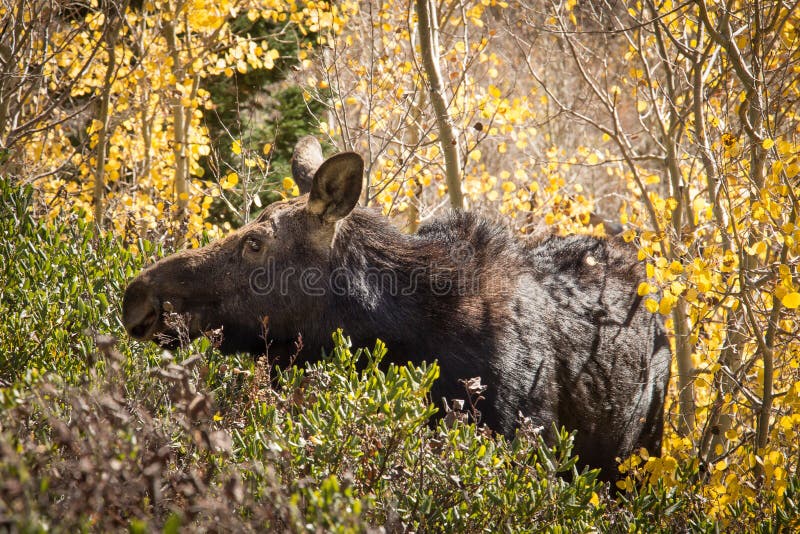 Female Moose in Yellow Autumn Forest Stock Photo - Image of wilderness ...