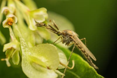 Female Mosquito stock image. Image of blood, culicidae - 26706847