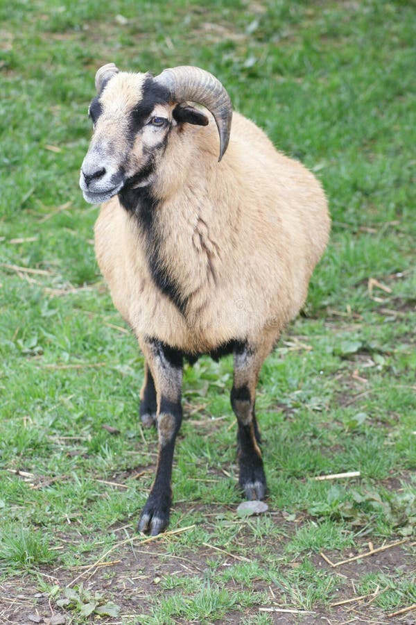 Female mouflon stock image. Image of mammal, musimon - 20011081