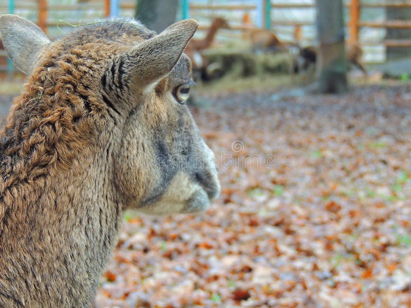 Female mouflon stock photo. Image of wild, mouflon, mammal - 80723140