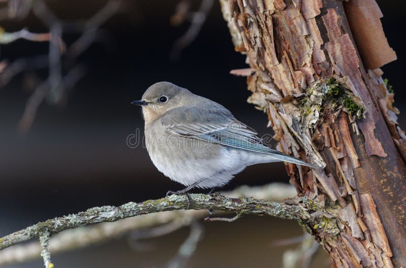 Female Mountain Bluebird stock image. Image of america - 264733223