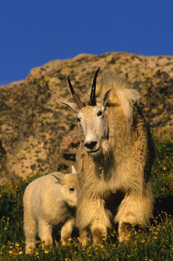 Female Mountain Goat with Kid Stock Photo - Image of nature, mountain ...
