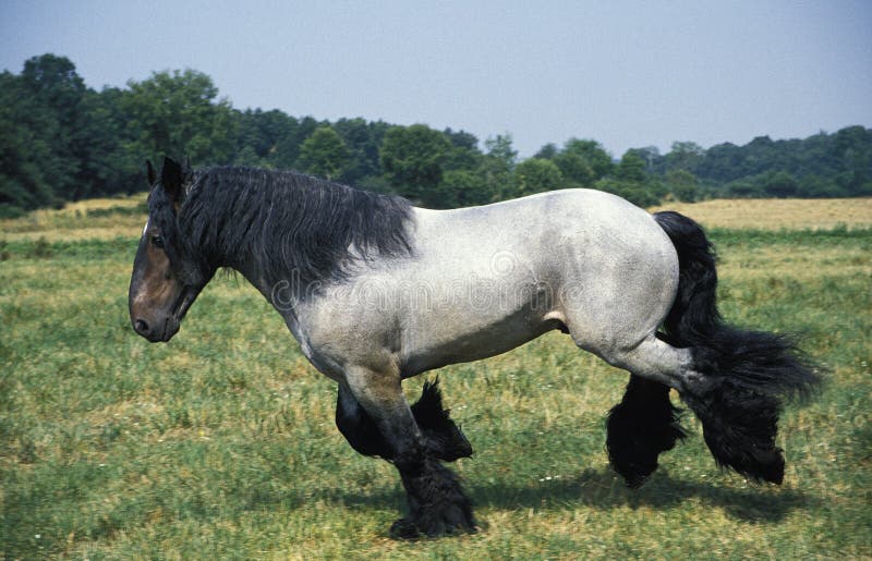 Female Mulassiere Du Poitou Galloping through Meadow Stock Image ...