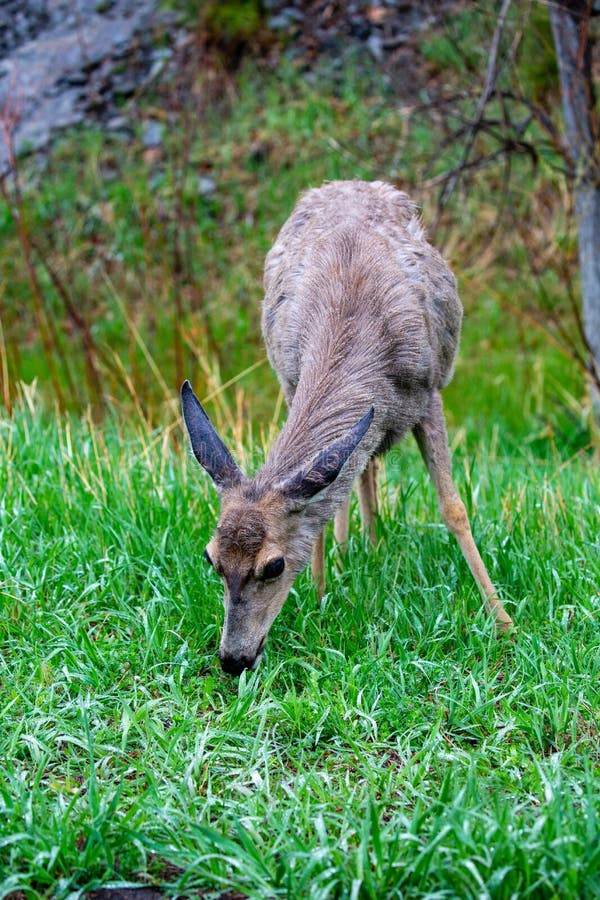 Female Mule Deer Odocoileus Hemionus Eating Grass in May Stock Photo ...