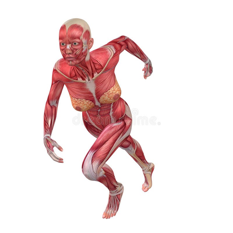 Female muscle model stock illustration. Illustration of biological ...