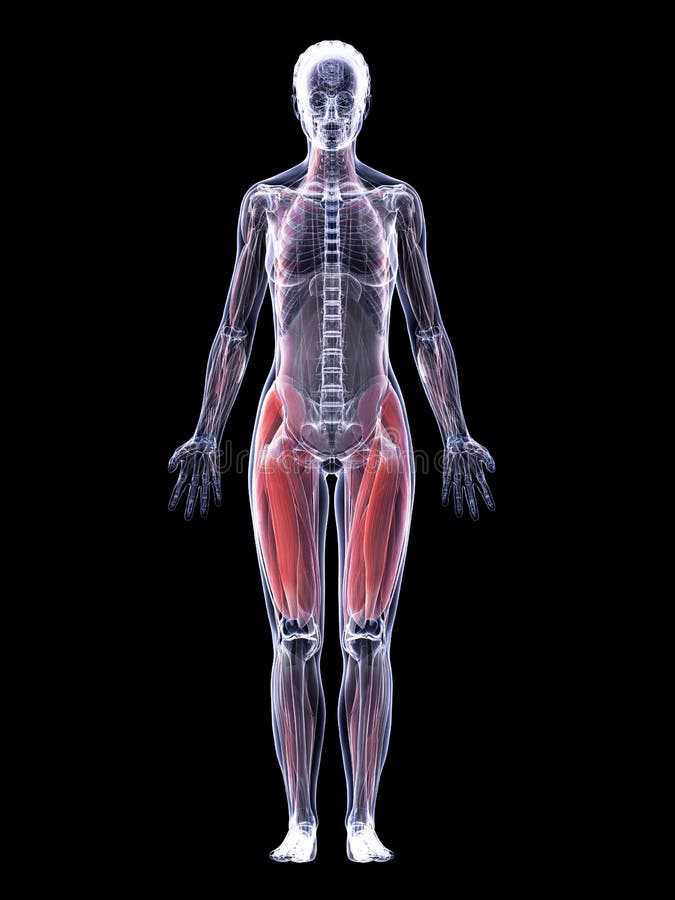 The female muscle system stock illustration. Illustration of science ...