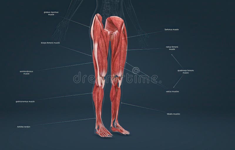 Female Muscles of the Lower Limb Stock Illustration - Illustration of ...
