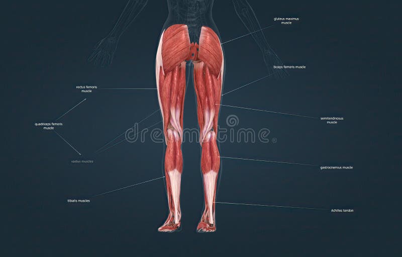 Female Muscles of the Lower Limb Stock Illustration - Illustration of ...
