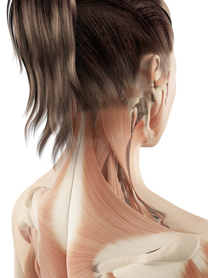 The femaleÂ´s back muscles stock illustration. Illustration of science ...