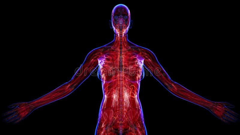 Female Muscular system stock video. Video of diagram - 71776821