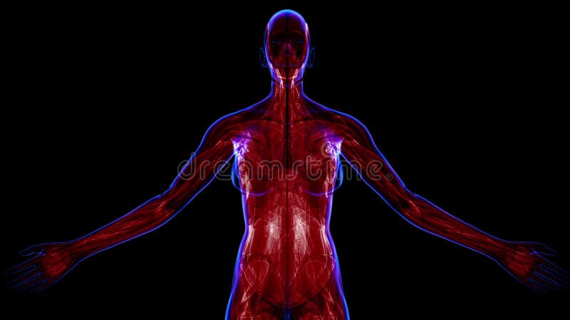 Female Muscular system stock video. Video of immunology - 71834807