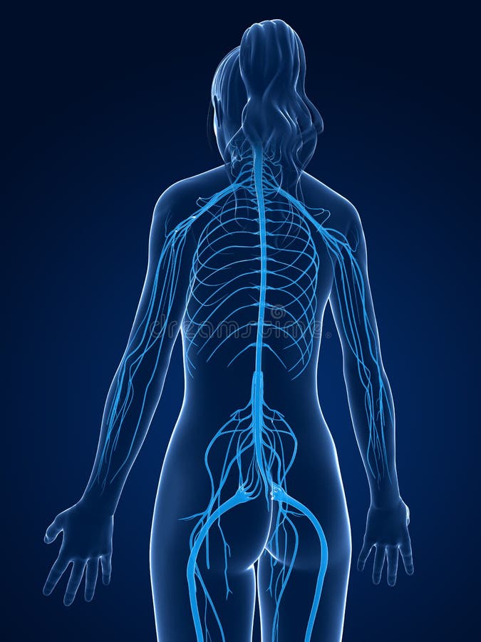 Female nerve system stock illustration. Illustration of diagram - 30727433