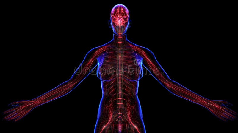 Female Body MRI Scan stock video. Video of healthcare - 71779431