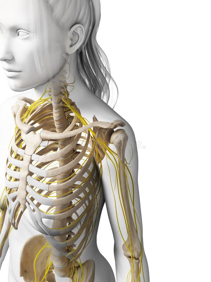 Female nervous system stock illustration. Illustration of diagram ...