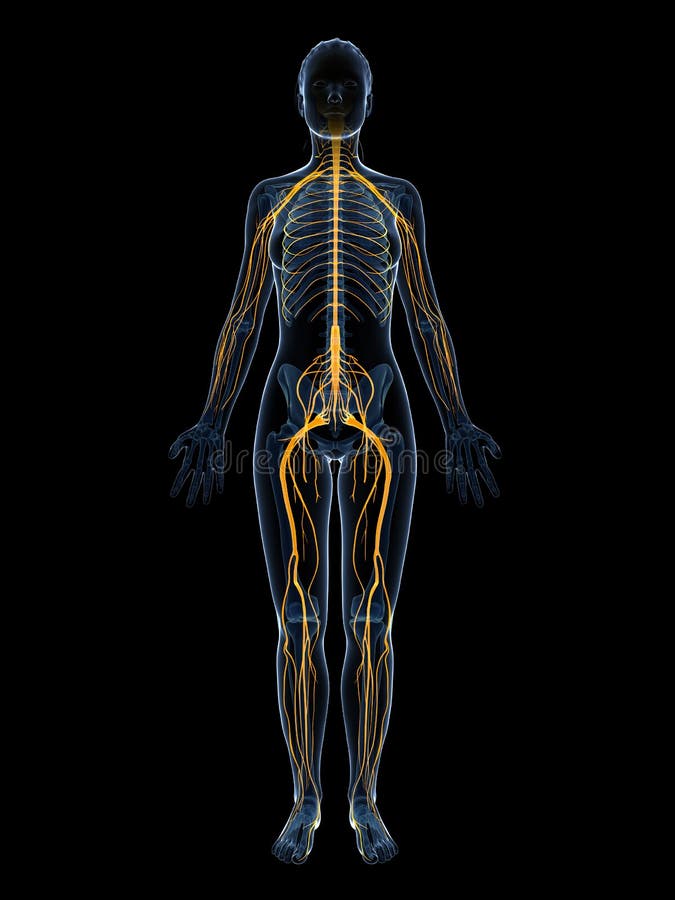 Female nervous system stock illustration. Illustration of feel - 30725520